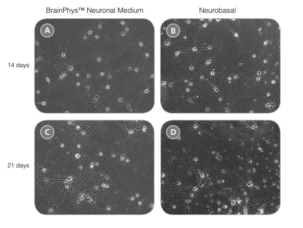 BrainPhys Neuronal Medium for Improved Neuronal Function | Axion Biosystems